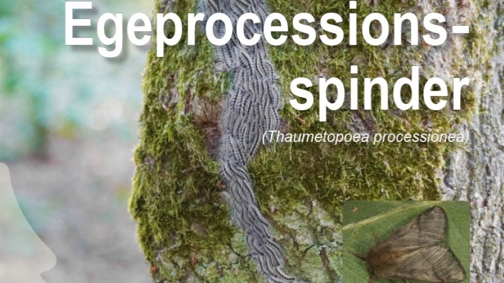 Sådan beskytter du dig mod egeprocessionsspinderen